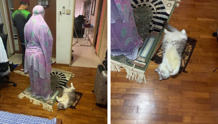 Kucing Juga Nak Ikut Tuan Dia Solat Terawih Berjemaah – Diari